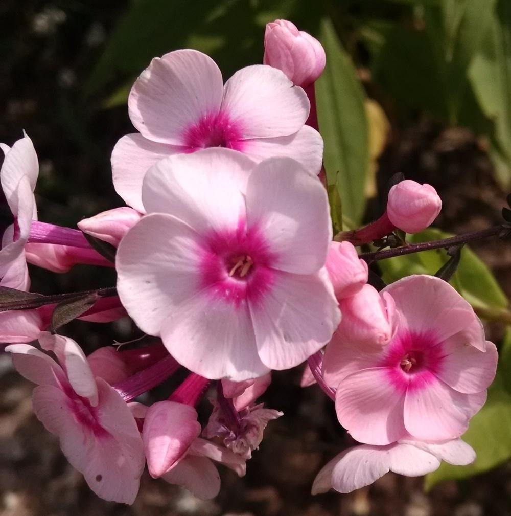 All Products - Adcock’s Nursery