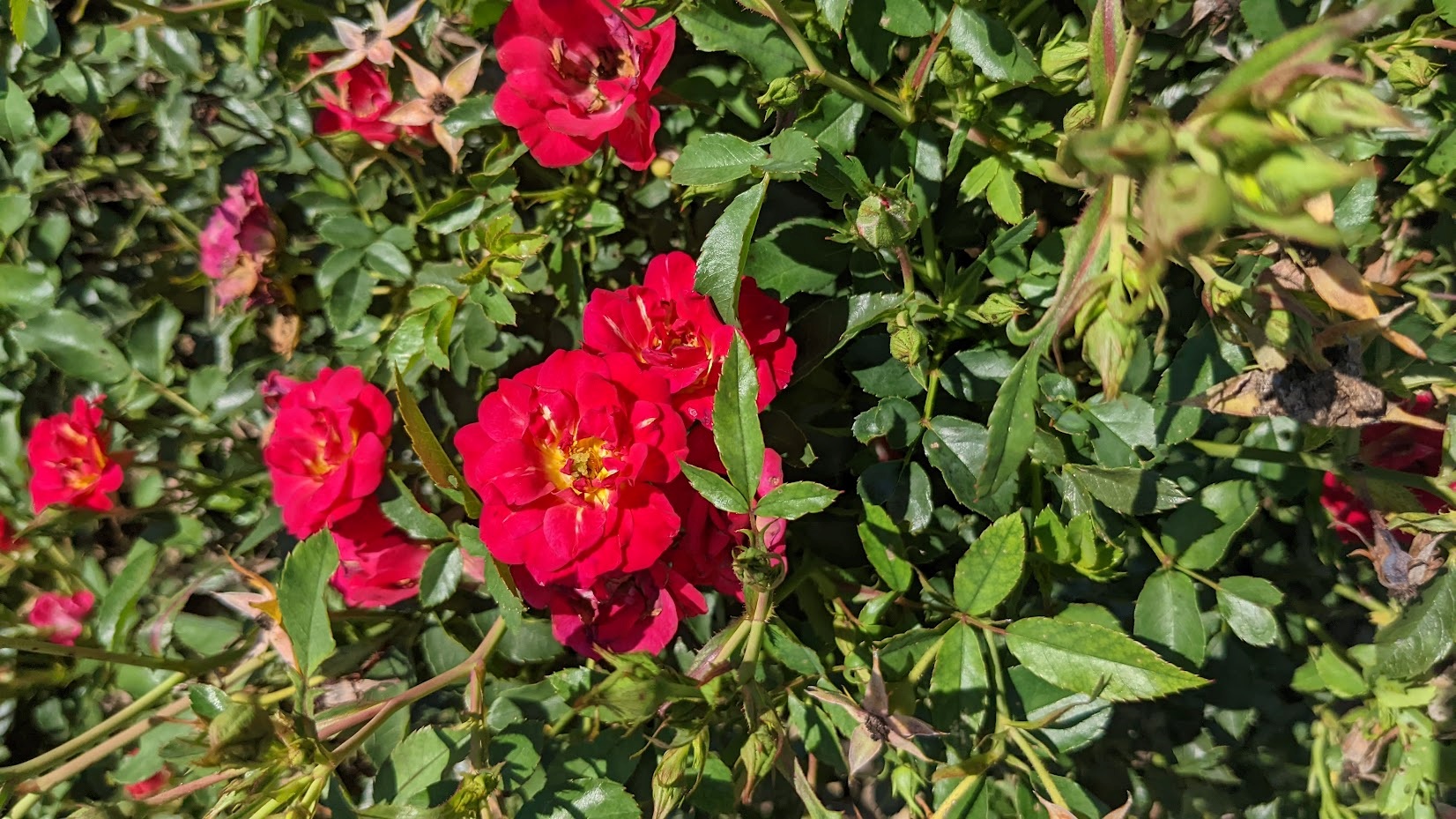 plants_details - Adcock’s Nursery