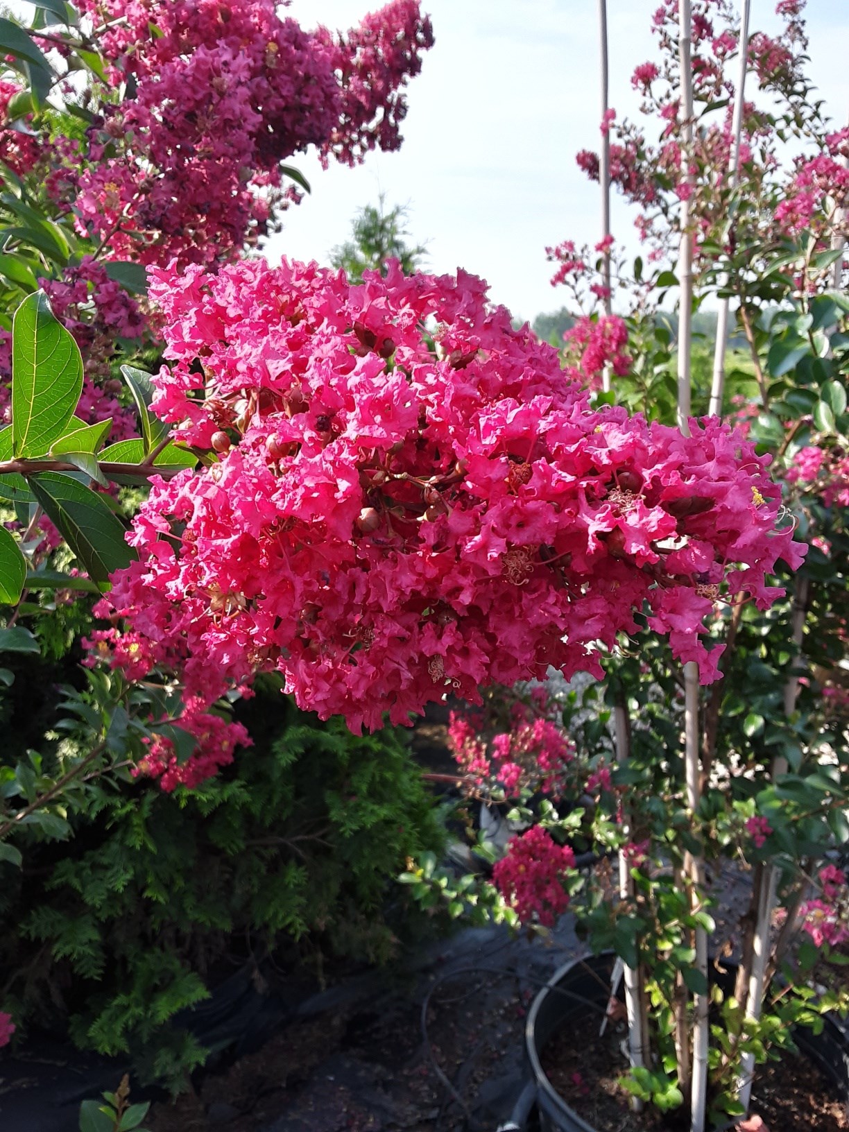 Search Results - Adcock’s Nursery